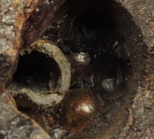 Fired 3 Inch Schenkl Case-Shot Artillery Shell Fragment - Front Section